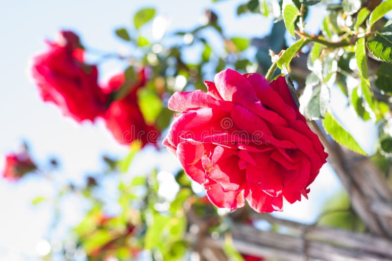 Blooming Red Rose Flower Buds in the Garden Stock Image - Image of ...
