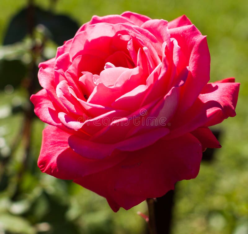 Blooming Red Rose Flower Buds in the Garden Stock Photo - Image of buds ...