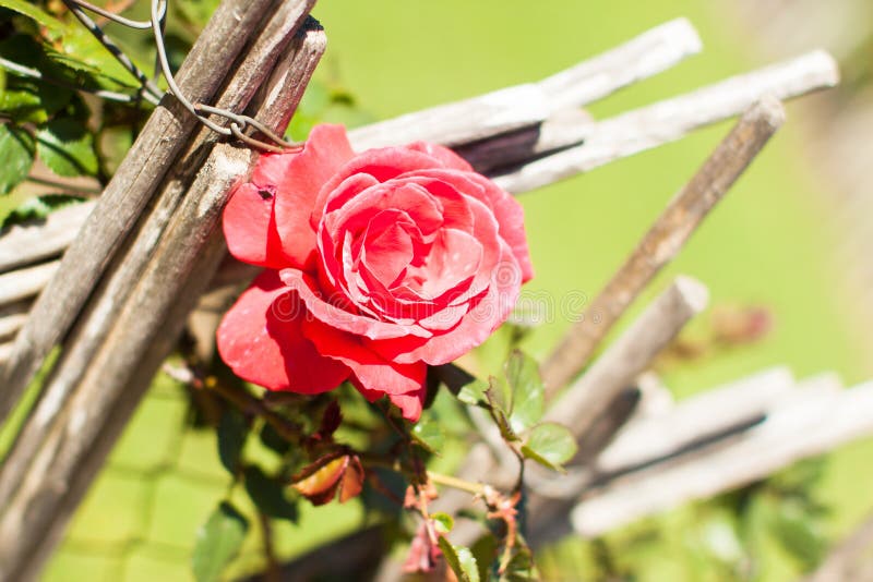 Blooming Red Rose Flower Buds in the Garden Stock Image - Image of ...
