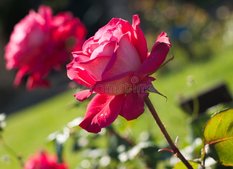 Blooming Red Rose Flower Buds in the Garden Stock Photo - Image of ...