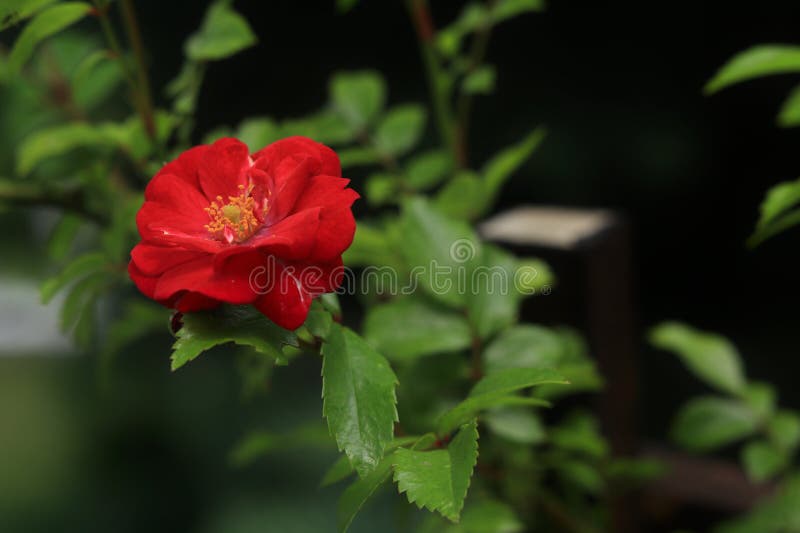 Blooming Red Rose Flower in the Garden Stock Photo - Image of nature ...
