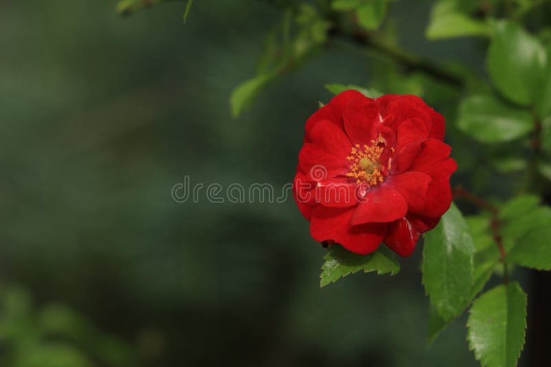 Blooming Red Rose Flower in the Garden Stock Photo - Image of garden ...