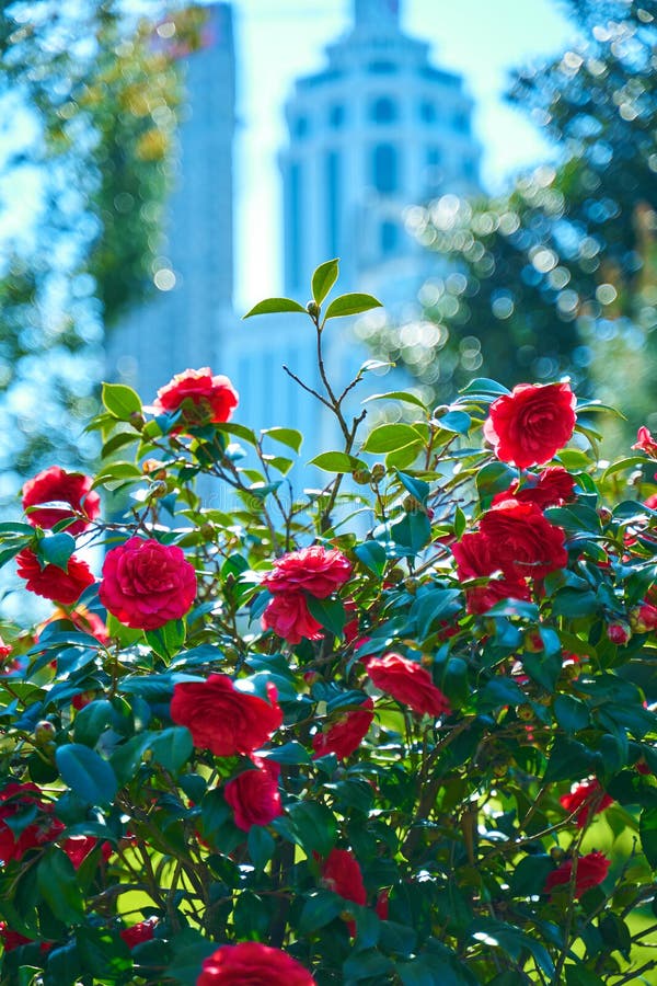 Blooming Red Rose Flowers in the City Park Stock Photo - Image of park ...