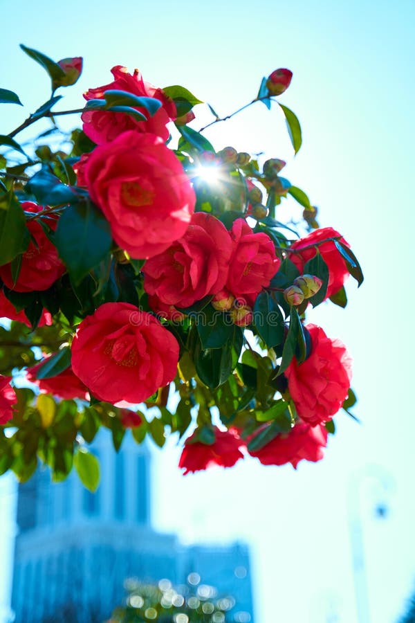 Blooming Red Rose Flowers in the City Park Stock Image - Image of ...
