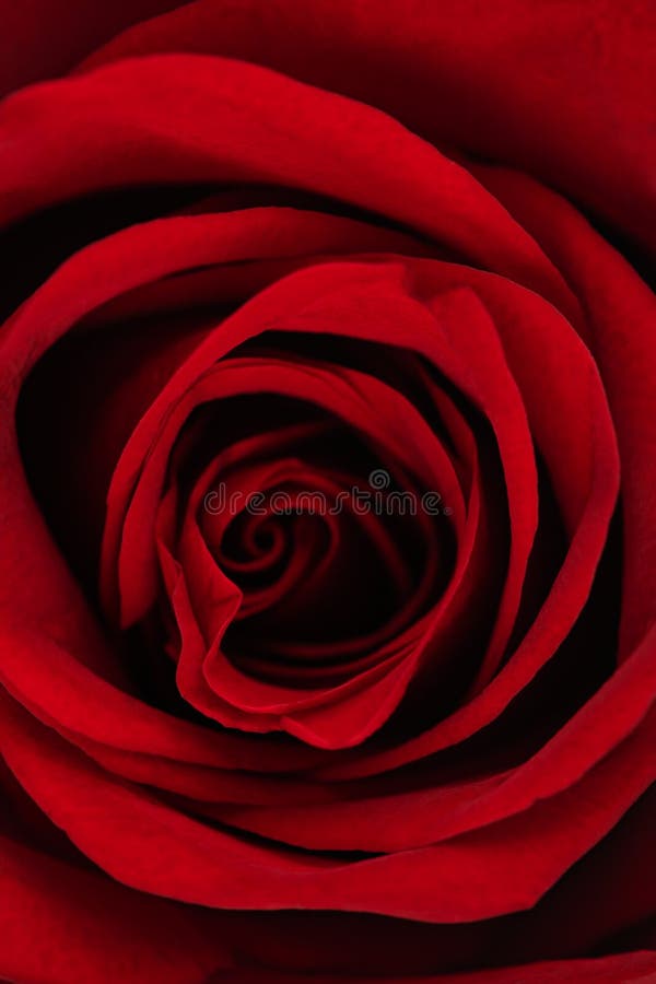 A Blooming Red Rose with Green Leaves, Isolate Stock Photo - Image of ...