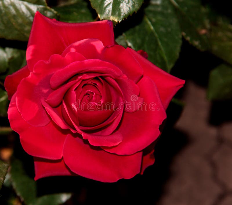 A Blooming Red Rose with Leaves. Large Flower Bud Stock Image - Image ...