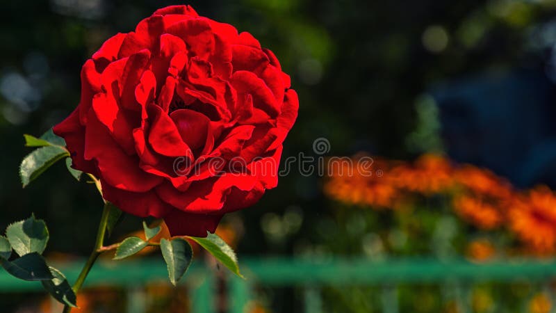 Blooming red rose outside stock photo. Image of nature - 151517194
