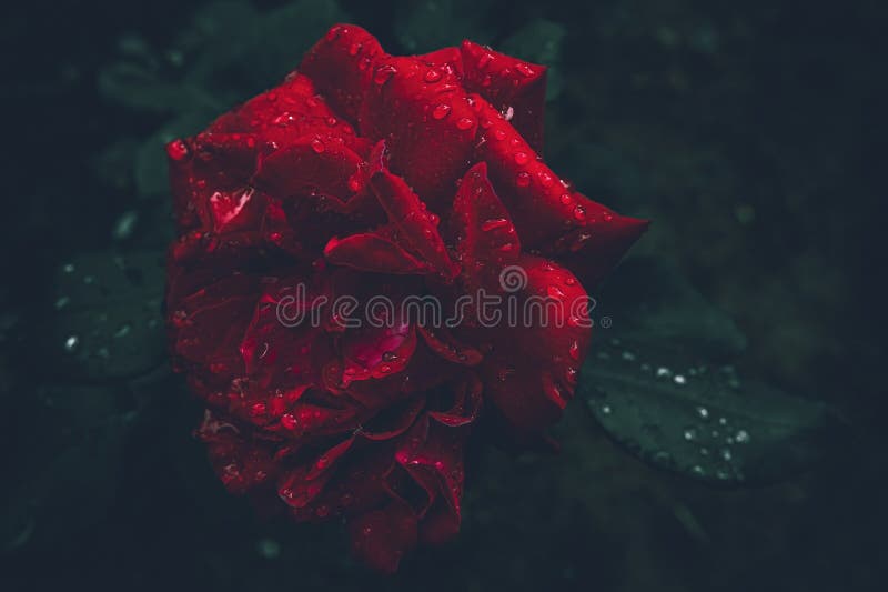 Blooming Red Rose after the Rain Stock Photo - Image of natural, nature ...
