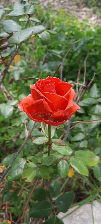 A Blooming Red Rose in the Spring Gardens Stock Photo - Image of ...