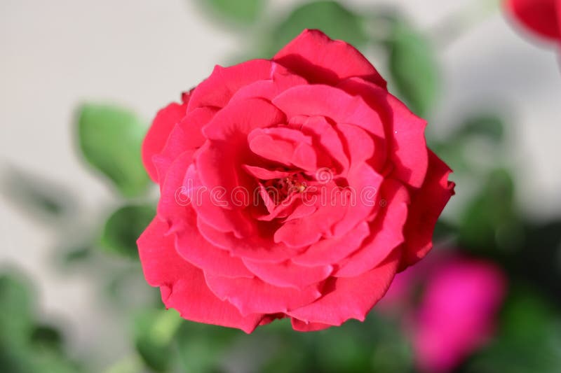 Blooming Red Rose on the Tree Stock Photo - Image of petals, blooming ...