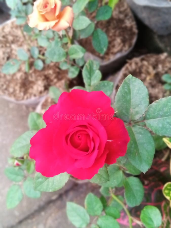 A Blooming Red Roses from Above Stock Photo - Image of roses, blossom ...