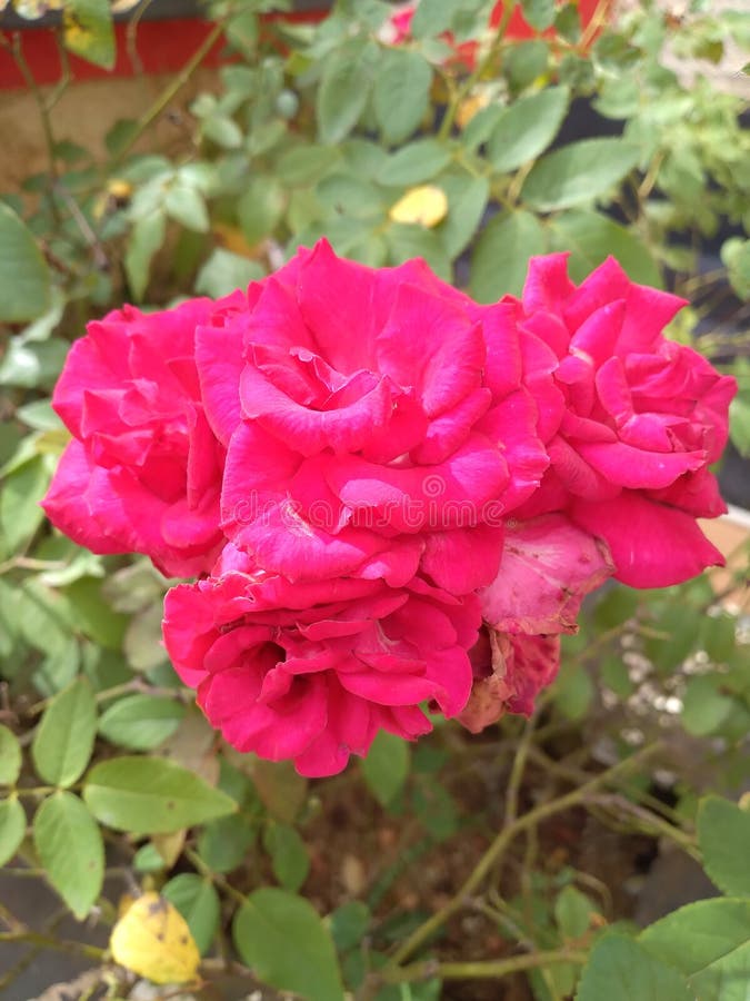 The Blooming of Red Roses in Batam, Indonesia. Stock Image - Image of ...