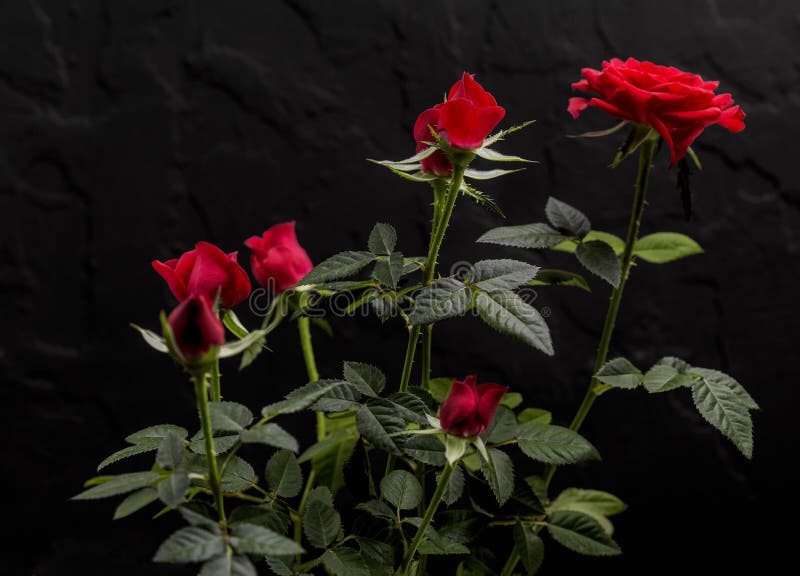 Blooming Red Roses the Bushes on a Dark Background Stock Image - Image ...