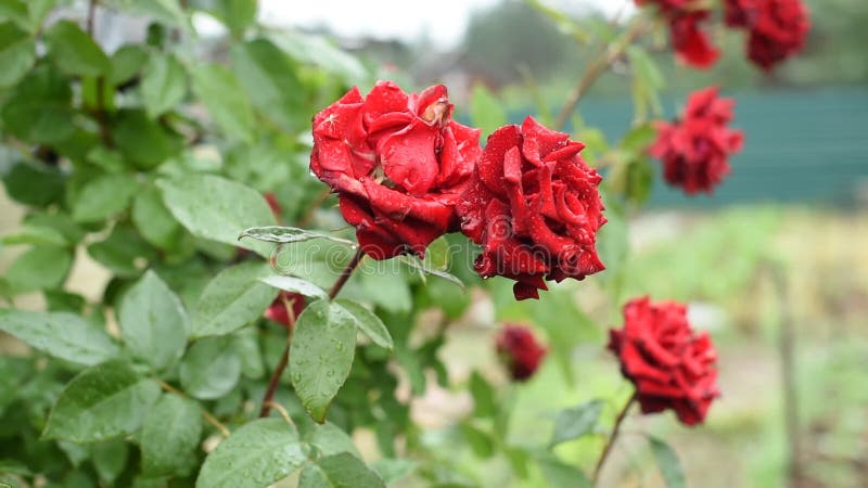 Blooming Red Roses with Drops after Rain Stock Footage - Video of roses ...