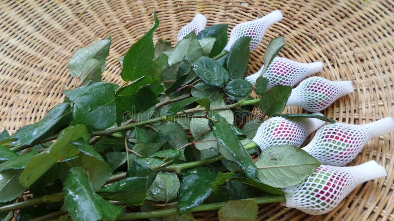 Blooming Red Roses in Flower Net Background Stock Image - Image of ...