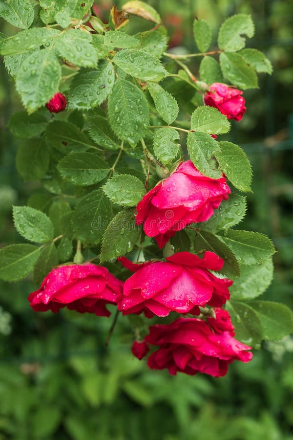 Blooming Red Roses in the Garden Stock Photo - Image of delicate ...