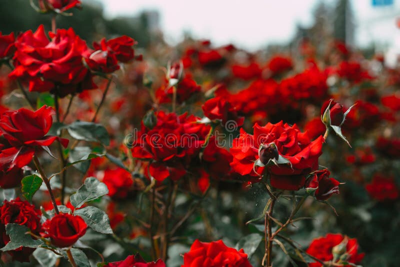 Blooming Red Roses Growing in the Ground Stock Image - Image of plant ...