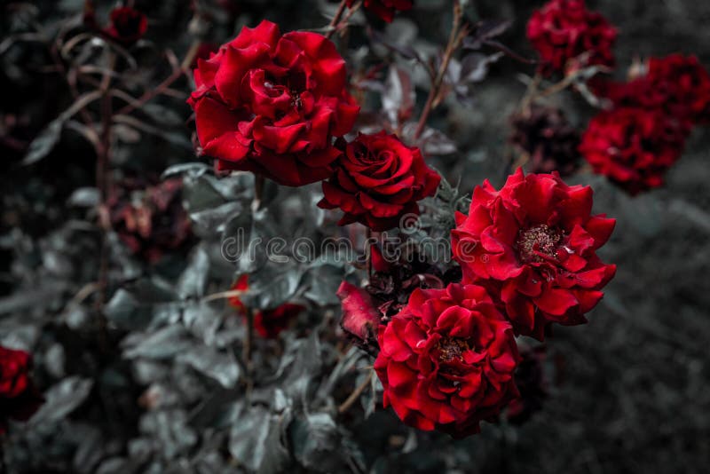 Blooming Red Roses Growing in the Ground Stock Image - Image of closeup ...