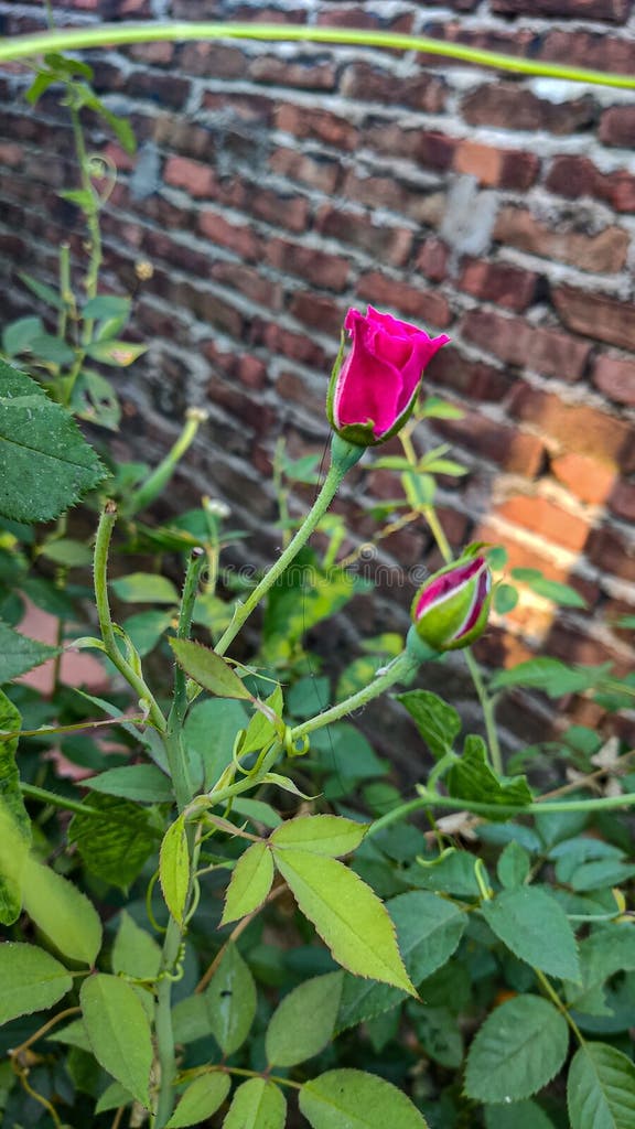 Blooming Red Roses in the Morning. Stock Image - Image of blooming ...
