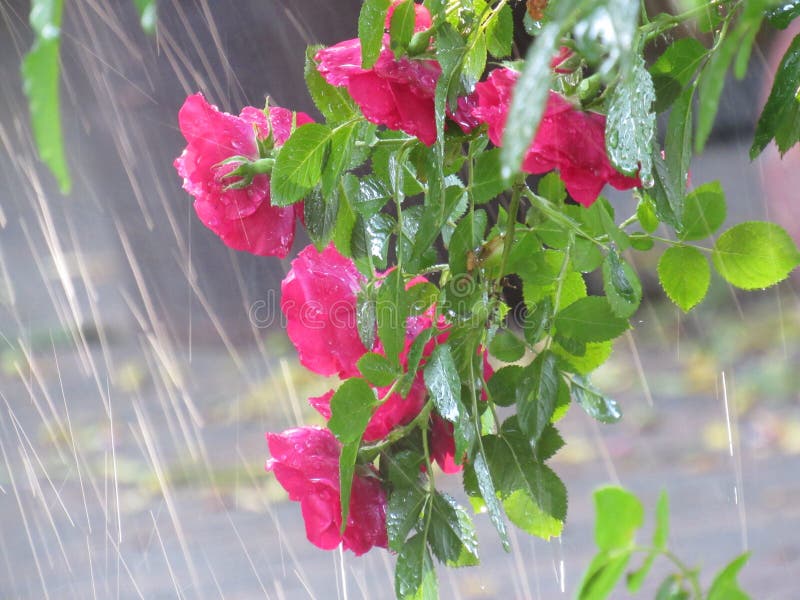 Blooming Red Roses in the Rain Stock Photo - Image of rose, summer ...