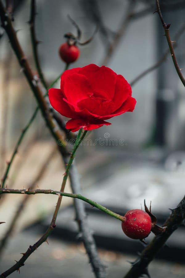 Blooming Red Tea Rose and Already Faded Wild Rose on the Branches of a ...