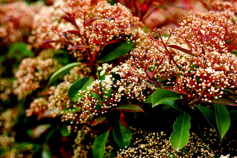 Blooming Red Tip Photinia Flowers on a Bush Stock Image - Image of ...