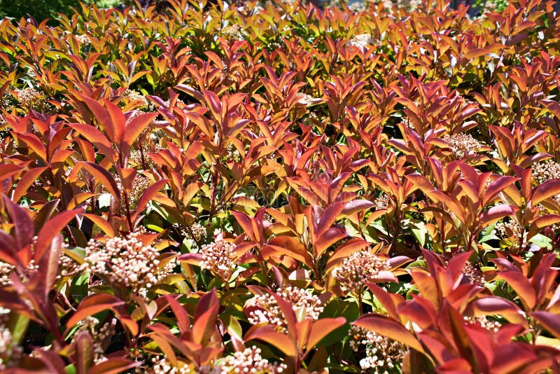 Blooming Red Tip Photinia stock photo. Image of botany - 91661806