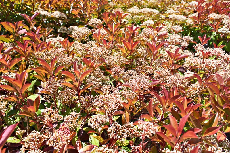 Blooming Red Tip Photinia stock photo. Image of leaf - 91662304