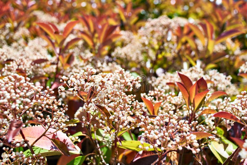 Blooming Red Tip Photinia stock photo. Image of formal - 91662368