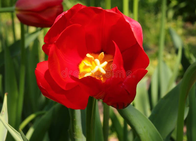 Blooming Red Tulip in a Dutch Flowerbed in Spring Stock Photo - Image ...