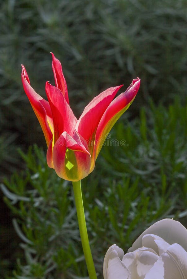 Blooming Red Tulip with Grass and Blur Bushes Stock Image - Image of ...