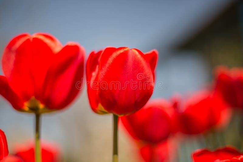 The blooming red tulip stock photo. Image of blossom - 146908234