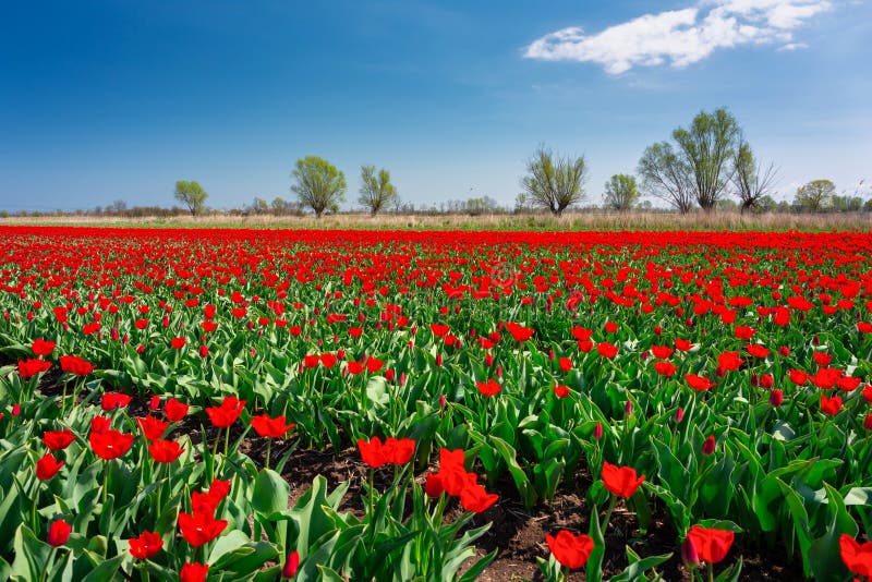 Blooming Red Tulips Field at Sunny Day Stock Photo - Image of flora ...