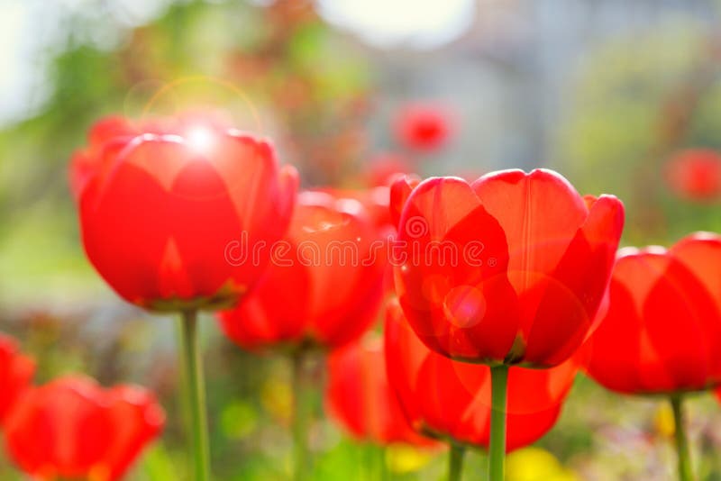 Blooming Red Tulips in the Spring Stock Image - Image of park, blur ...