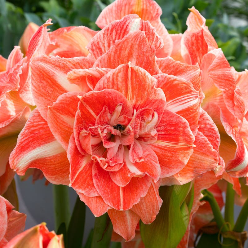 Hippeastrum hybridum stock photo. Image of flower, hippeastrum - 10886552