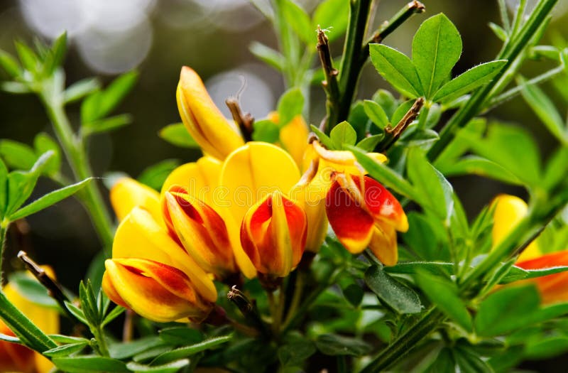 Blooming Red and Yellow Scotch Broom Flowers Stock Image - Image of ...