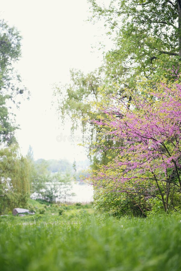Blooming Redbud Tree stock image. Image of canadensis - 110916801