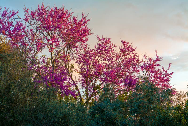 Blooming Redbud Tree at Sunset Stock Image - Image of bloom, judastree ...