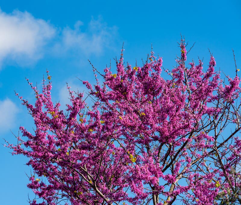 Blooming Redbud Tree Under the Blue Sky Stock Image - Image of daylight ...
