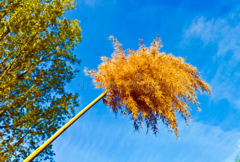 Blooming Reed with Blue Sky Stock Photo - Image of head, crop: 36223868