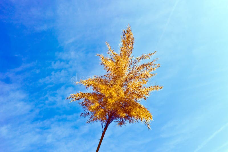 Blooming Reed with Blue Sky Stock Image - Image of bloom, blue: 36223877