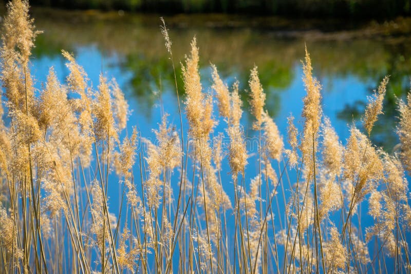 Blooming Reed in Front of the Deliberately Blurred Pond with the ...