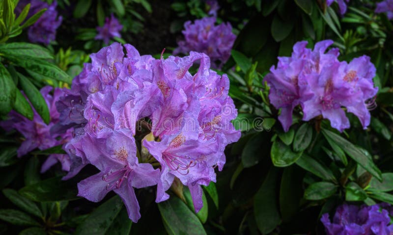 Blooming rhododendron stock photo. Image of spring, beautiful - 96803110