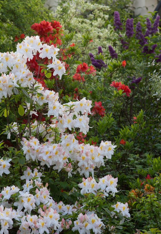 Blooming Rhododendron Shrubs in White and Red Stock Image - Image of ...