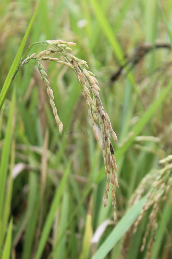Blooming rice plant stock photo. Image of crop, blooming - 200611258