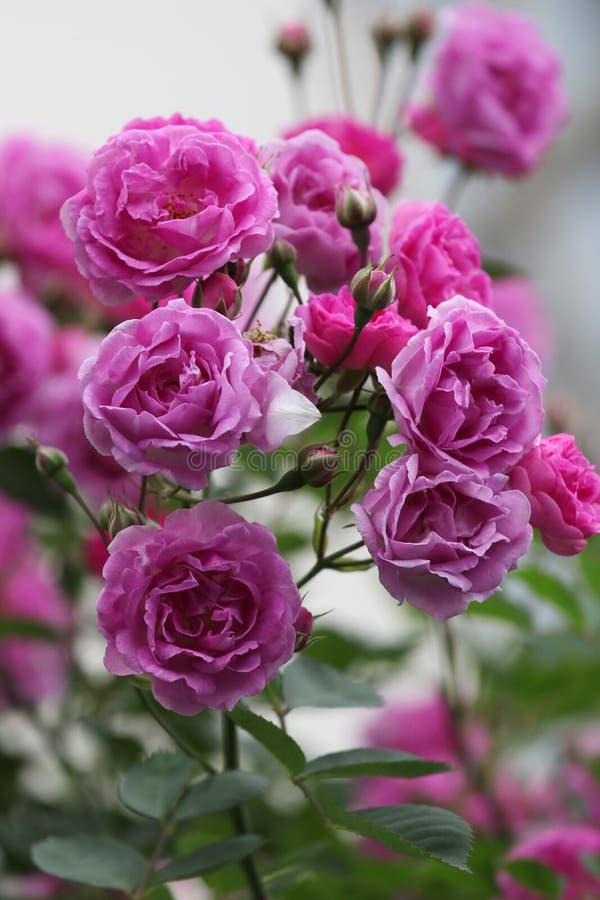 Blooming rosa multiflora stock photo. Image of pink - 216839994