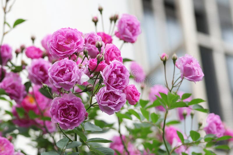 Blooming rosa multiflora stock image. Image of blooming - 216840009