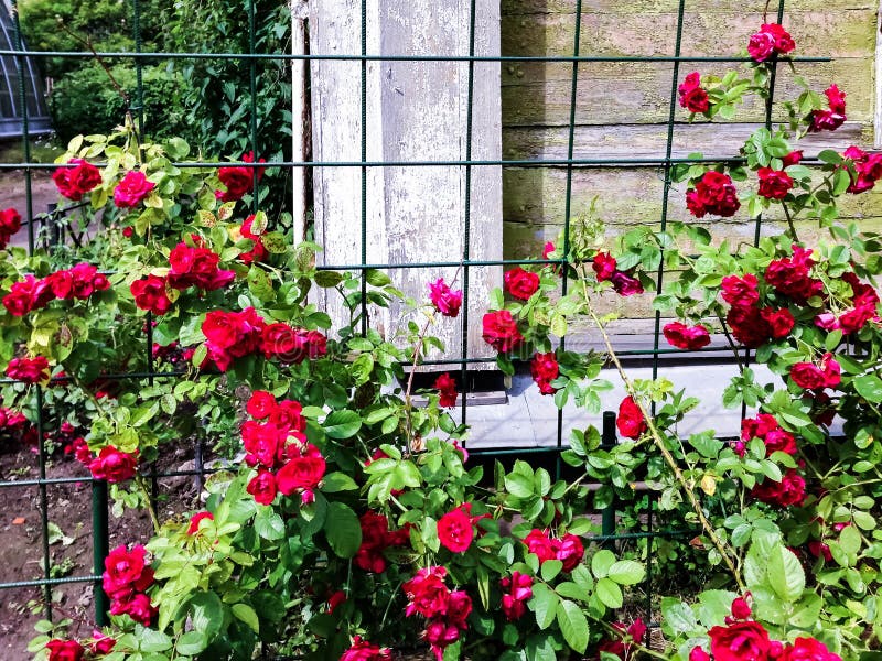 Blooming rose Bush stock photo. Image of flower, bloom - 113512032