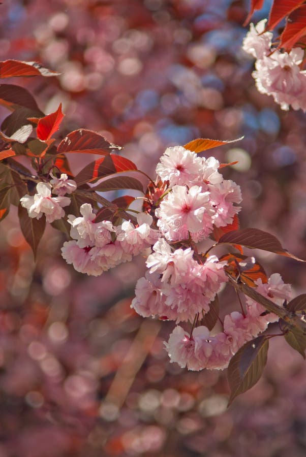 Blooming rose cherry tree stock photo. Image of close - 73202472