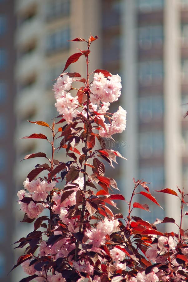 Blooming rose cherry tree stock image. Image of tree - 73202511